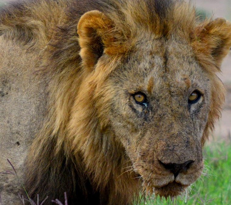 Blog – Lion Guardians