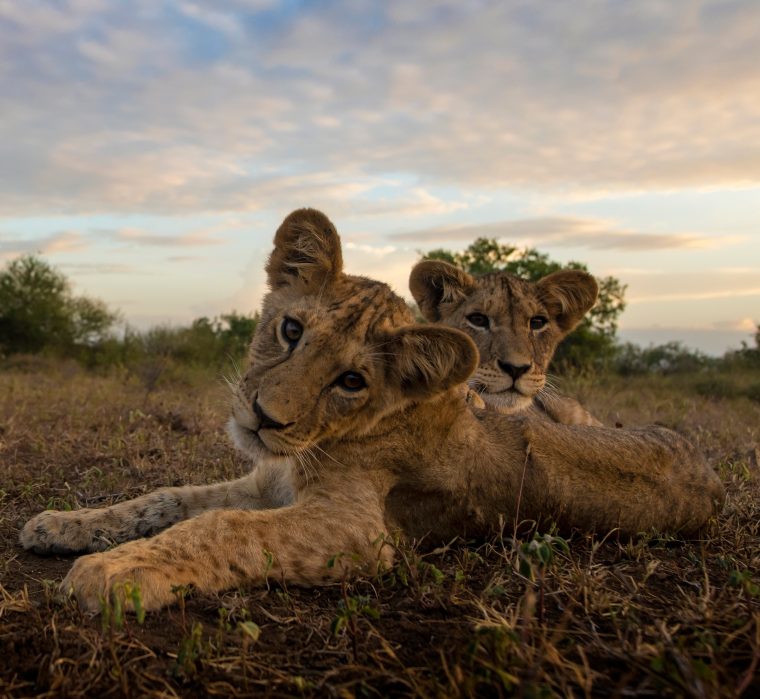 Donate - Lion Guardians