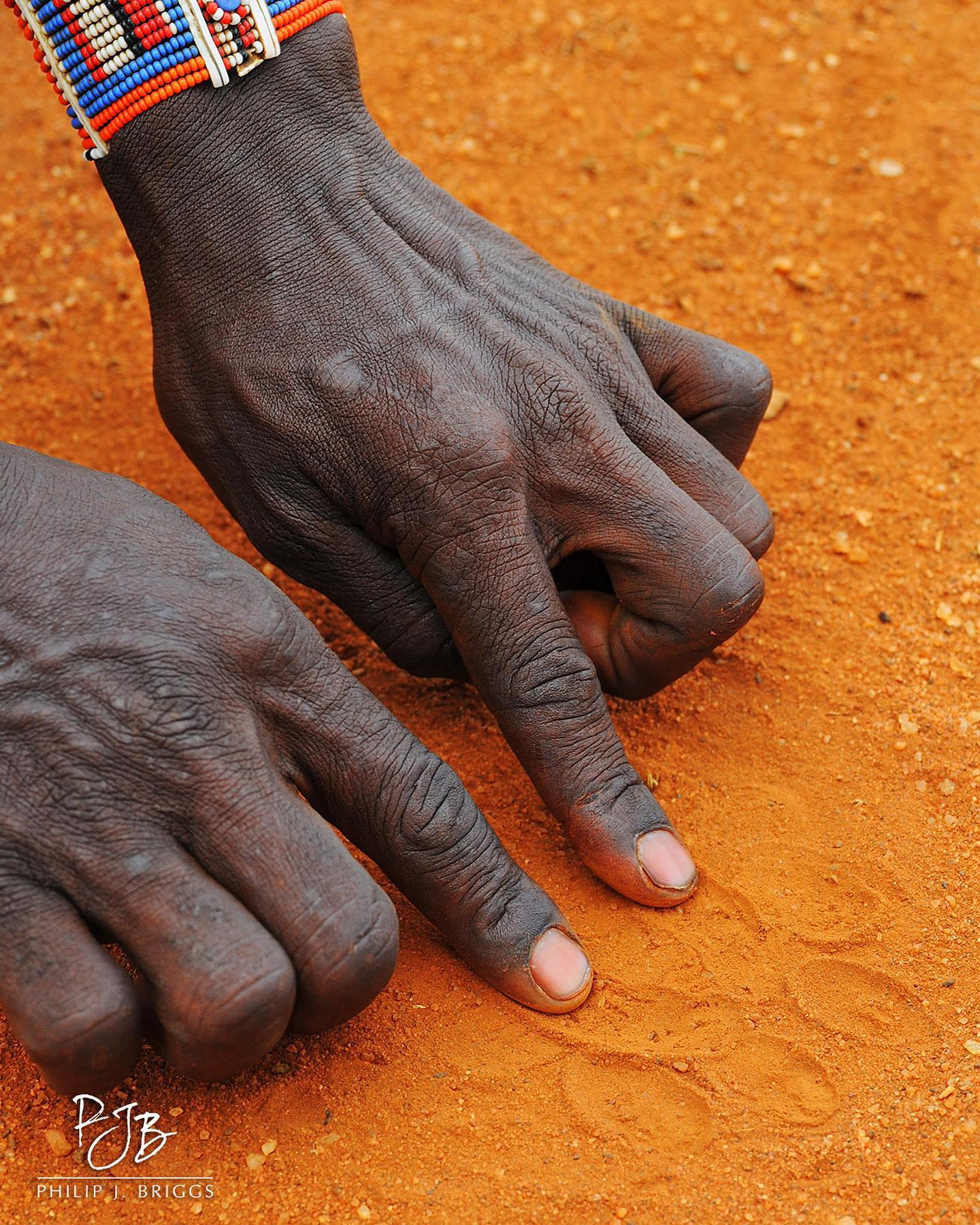 The art of lion tracking: a first-hand experience - Lion Guardians
