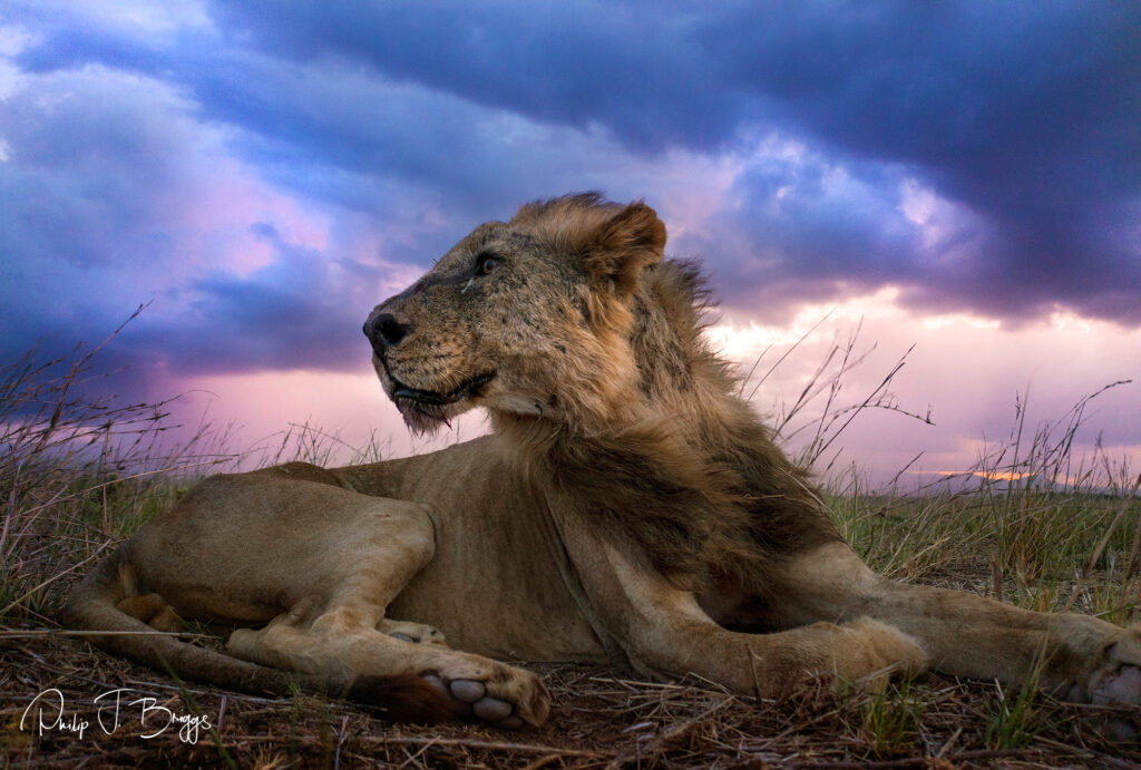 Celebrating the life of Loonkiito - Lion Guardians