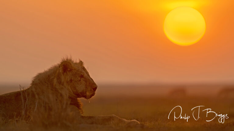 Celebrating the life of Loonkiito - Lion Guardians