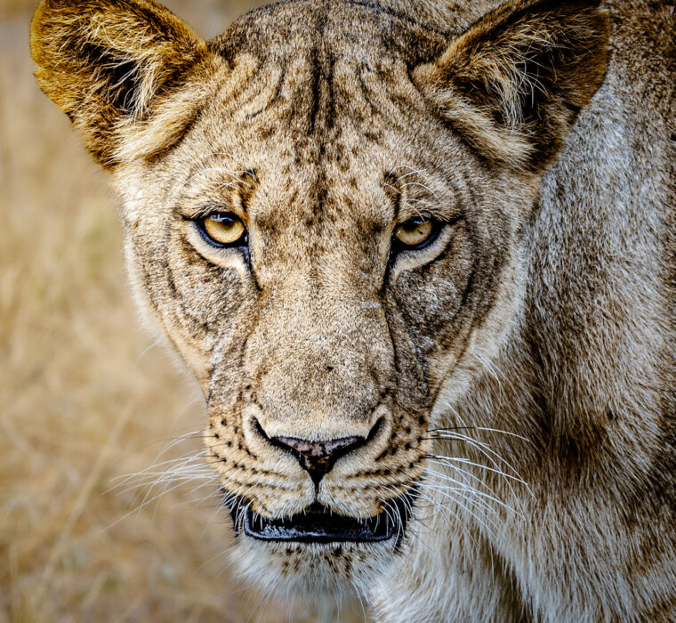 Home - Lion Guardians